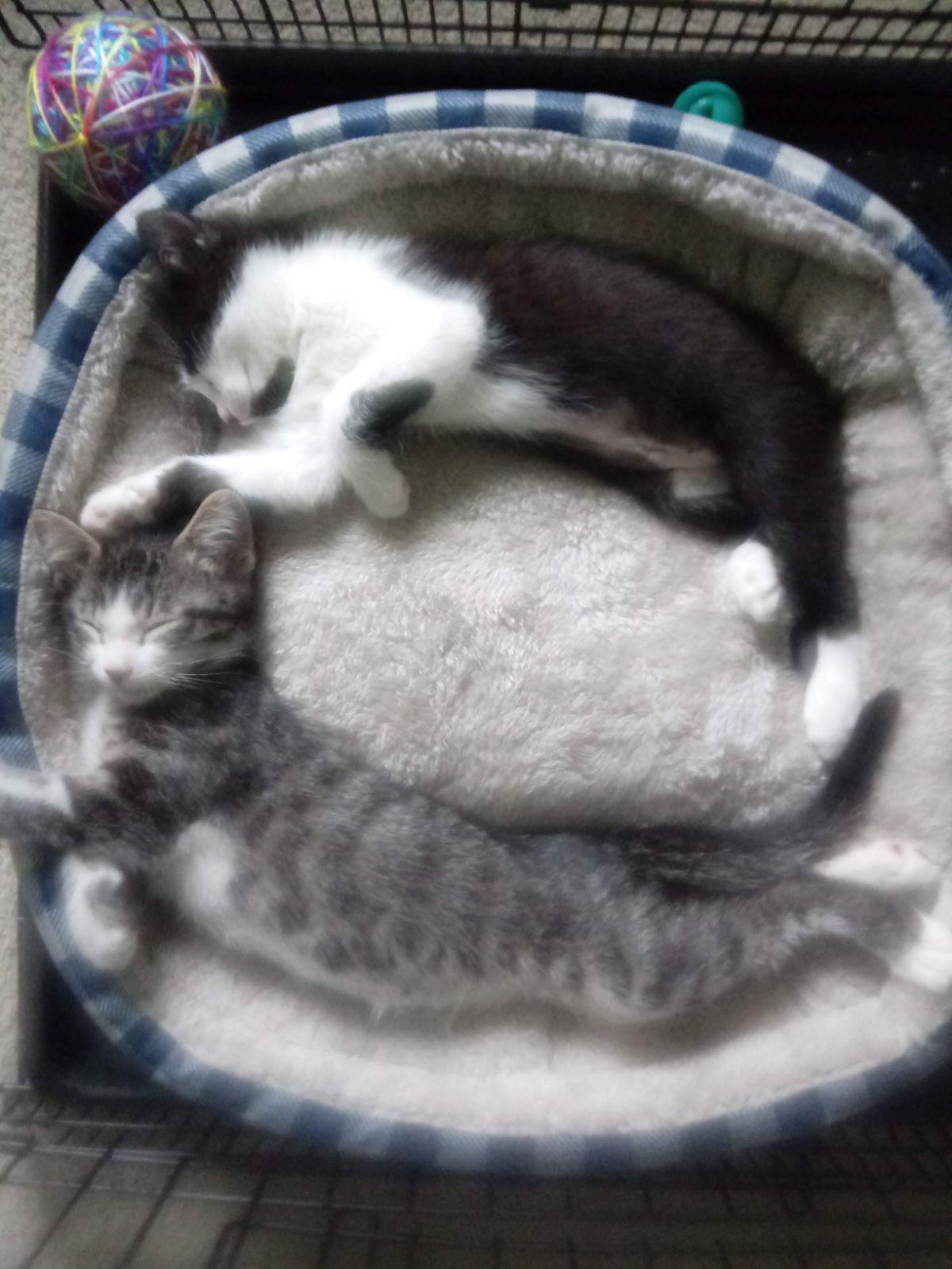 Cosmo and Cleo as kittens | Scrolller