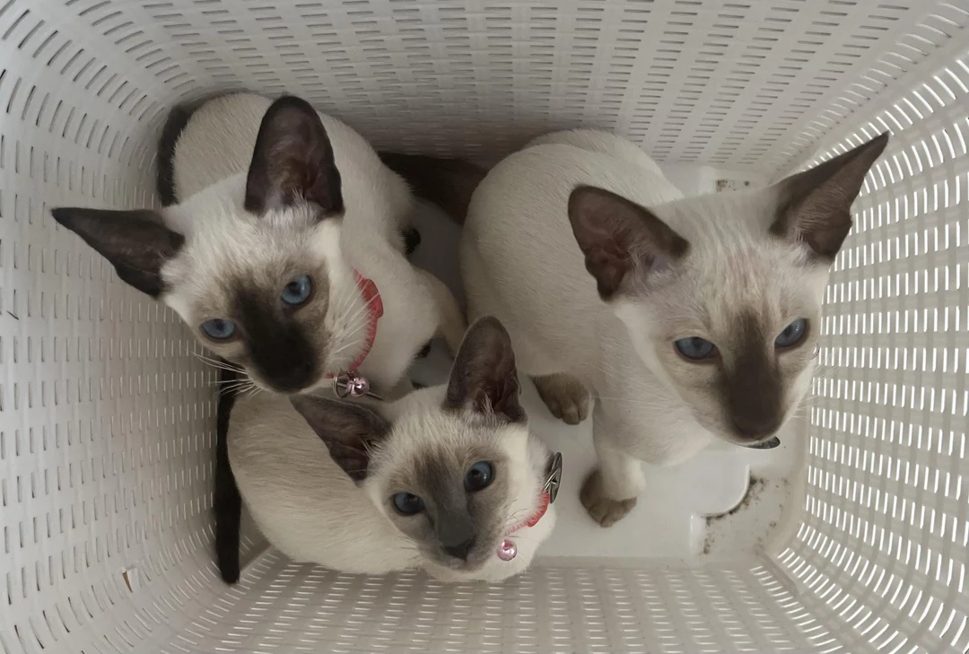 Captured Kitties | Scrolller