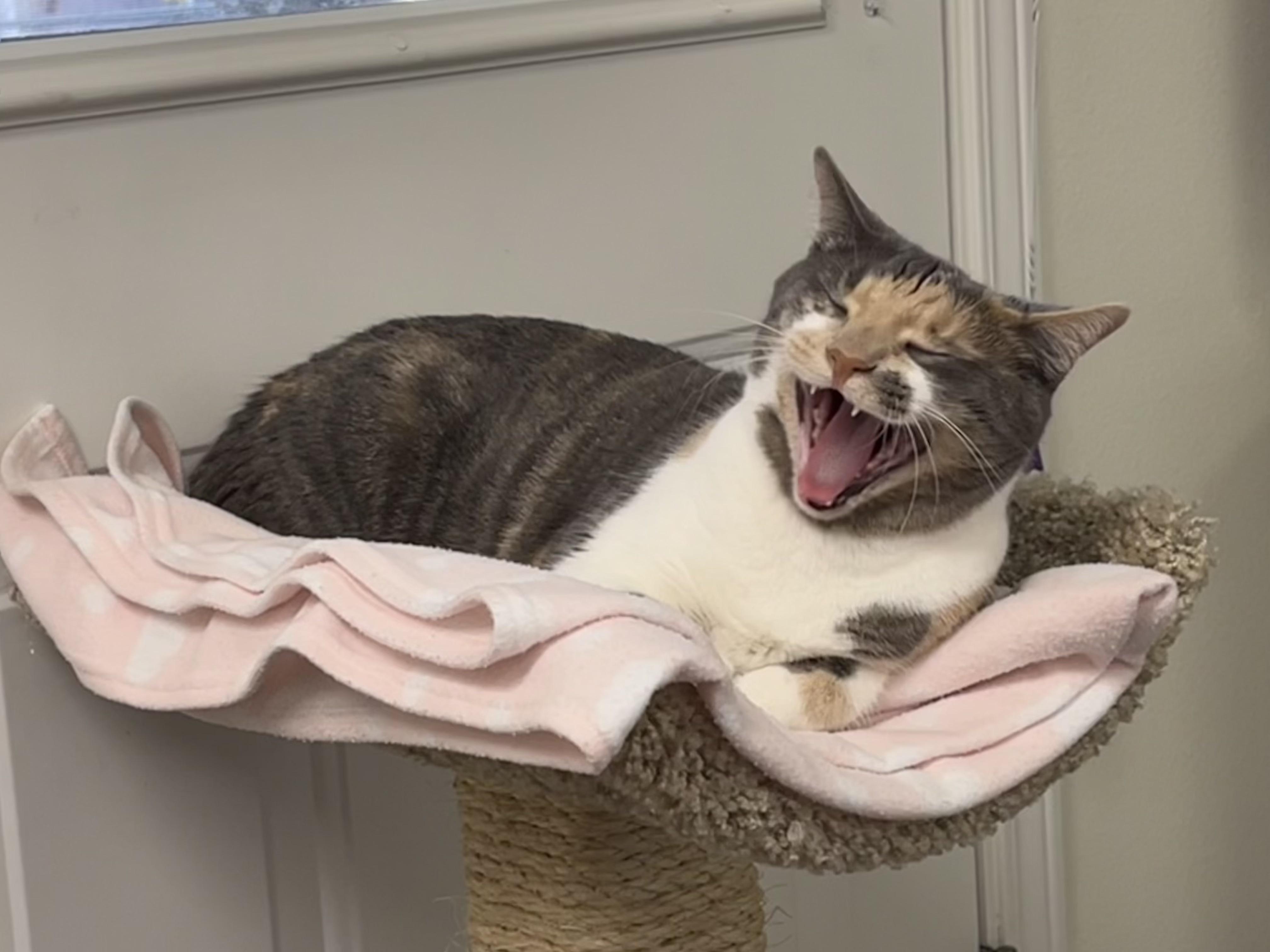 Caught Miso mid-yawn | Scrolller