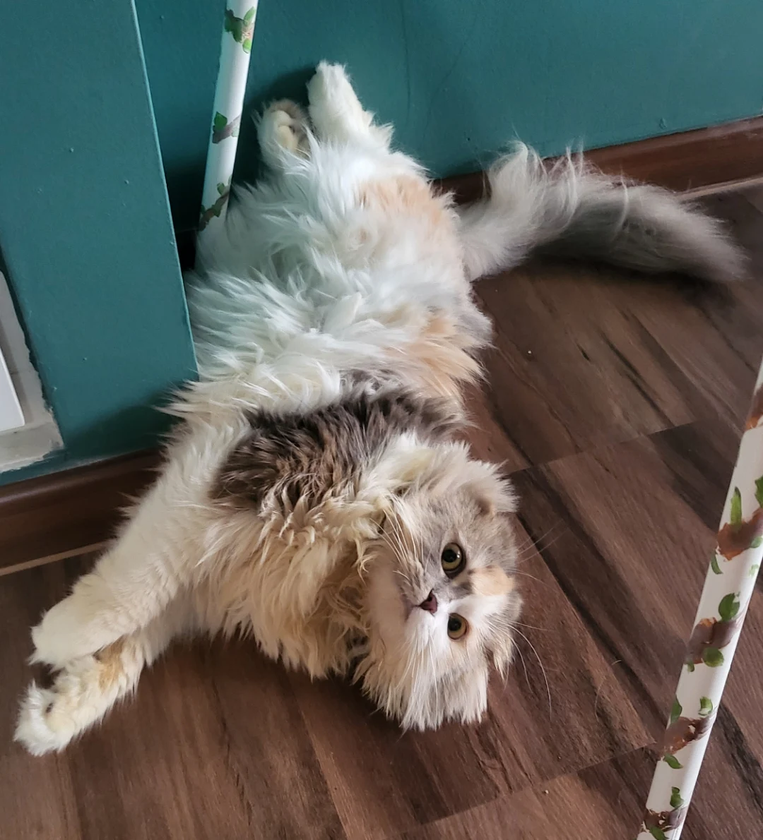 Floof stare | Scrolller