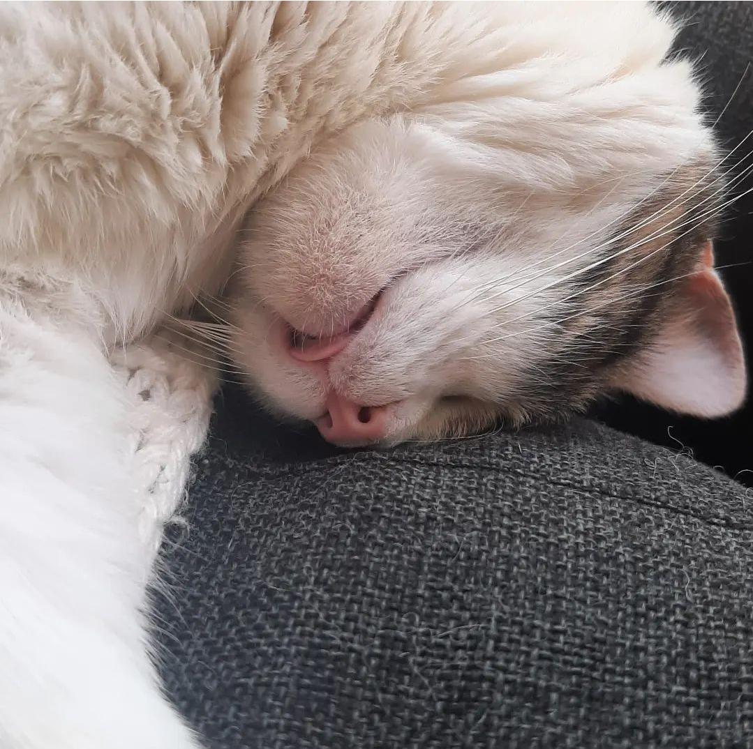 sleeping strange blep | Scrolller