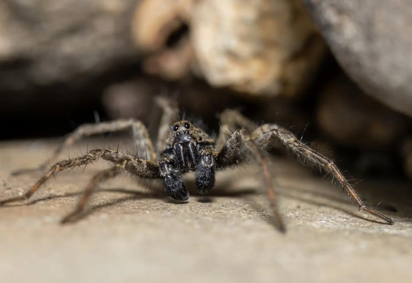 Eastern WA Wolf Spider | Scrolller