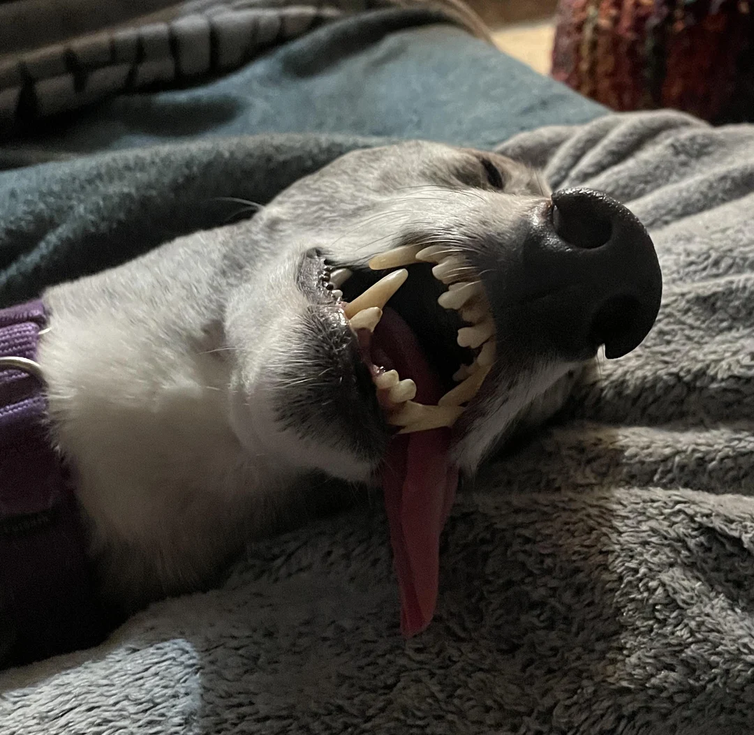 Maximum Derp | Scrolller