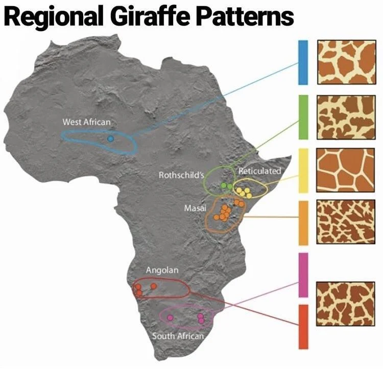 Regional Giraffe Patterns | Scrolller