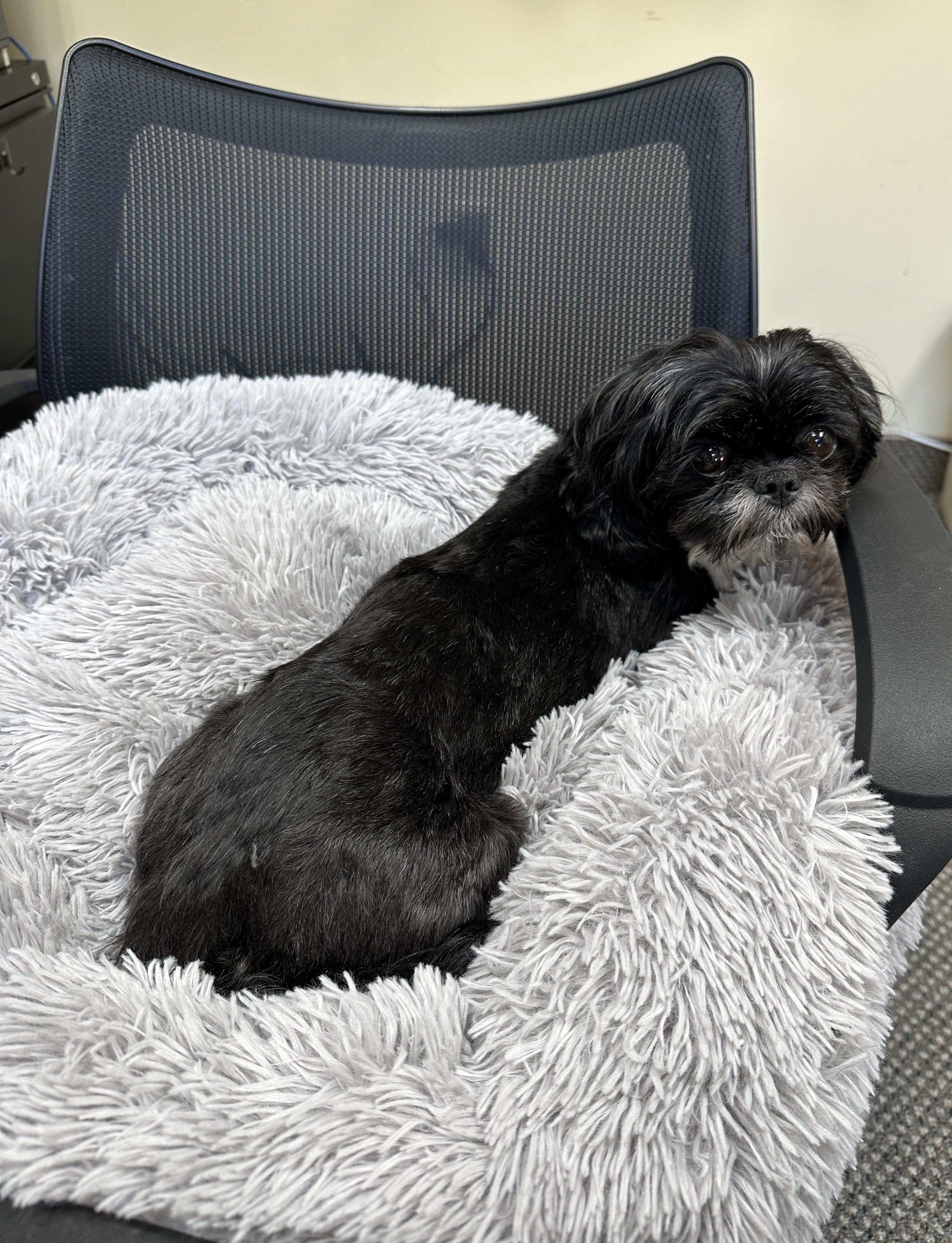 The best office assistant ever!! | Scrolller