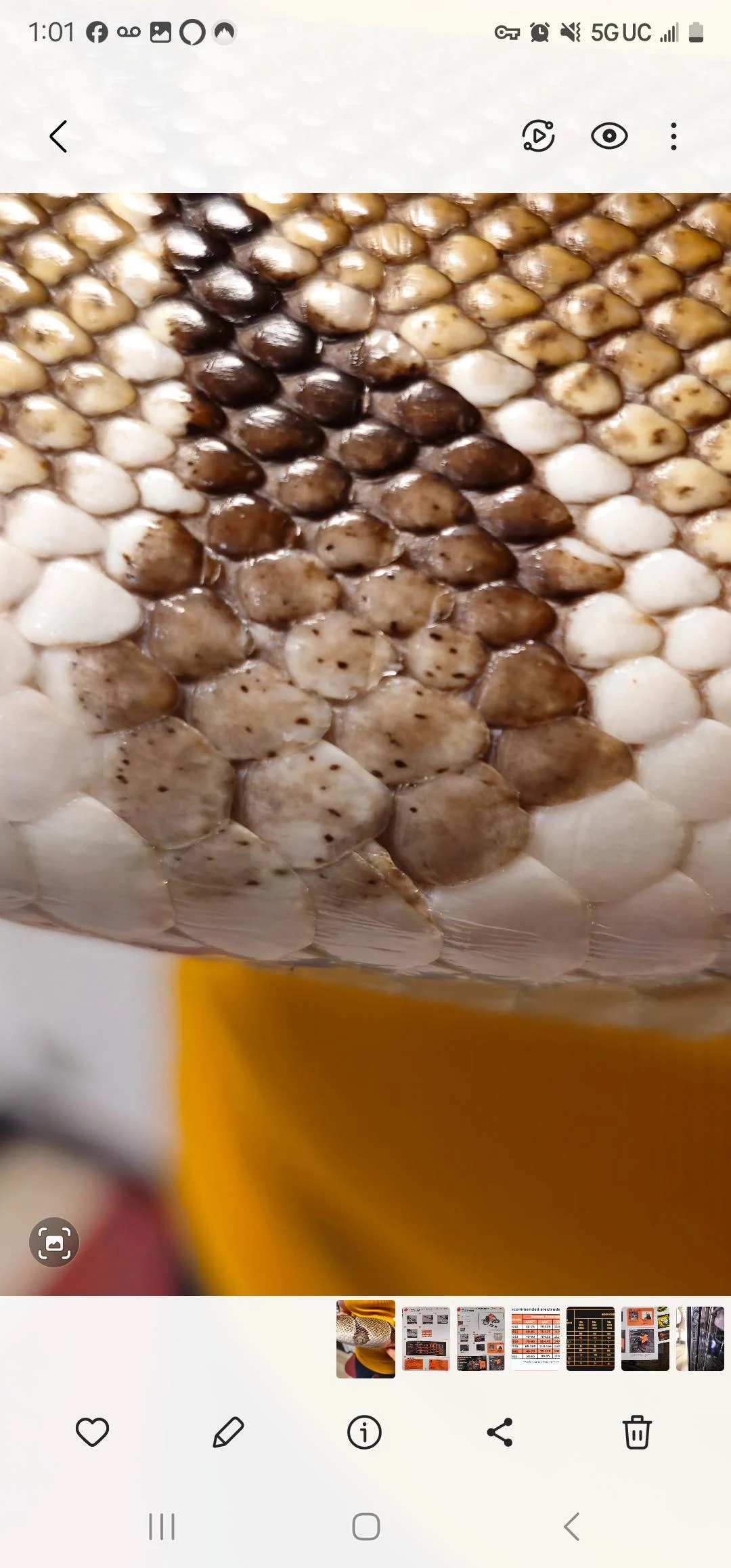 Discover more like Snakes: Snake Parasite? and Related Content | Scrolller