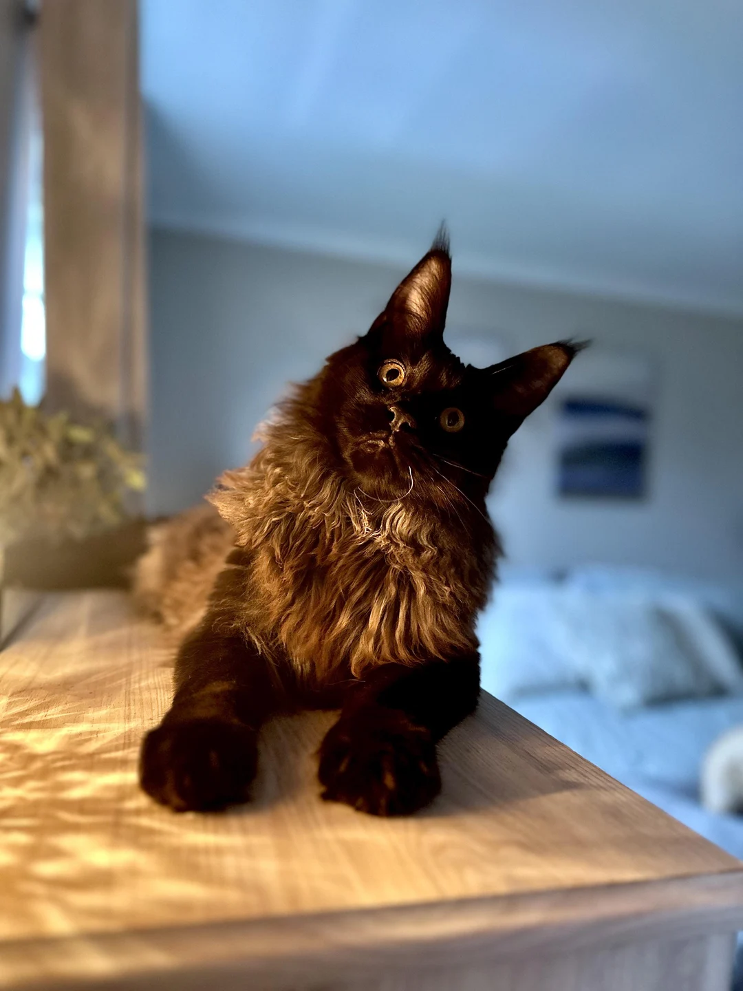 Phantom 6.5 months | Scrolller