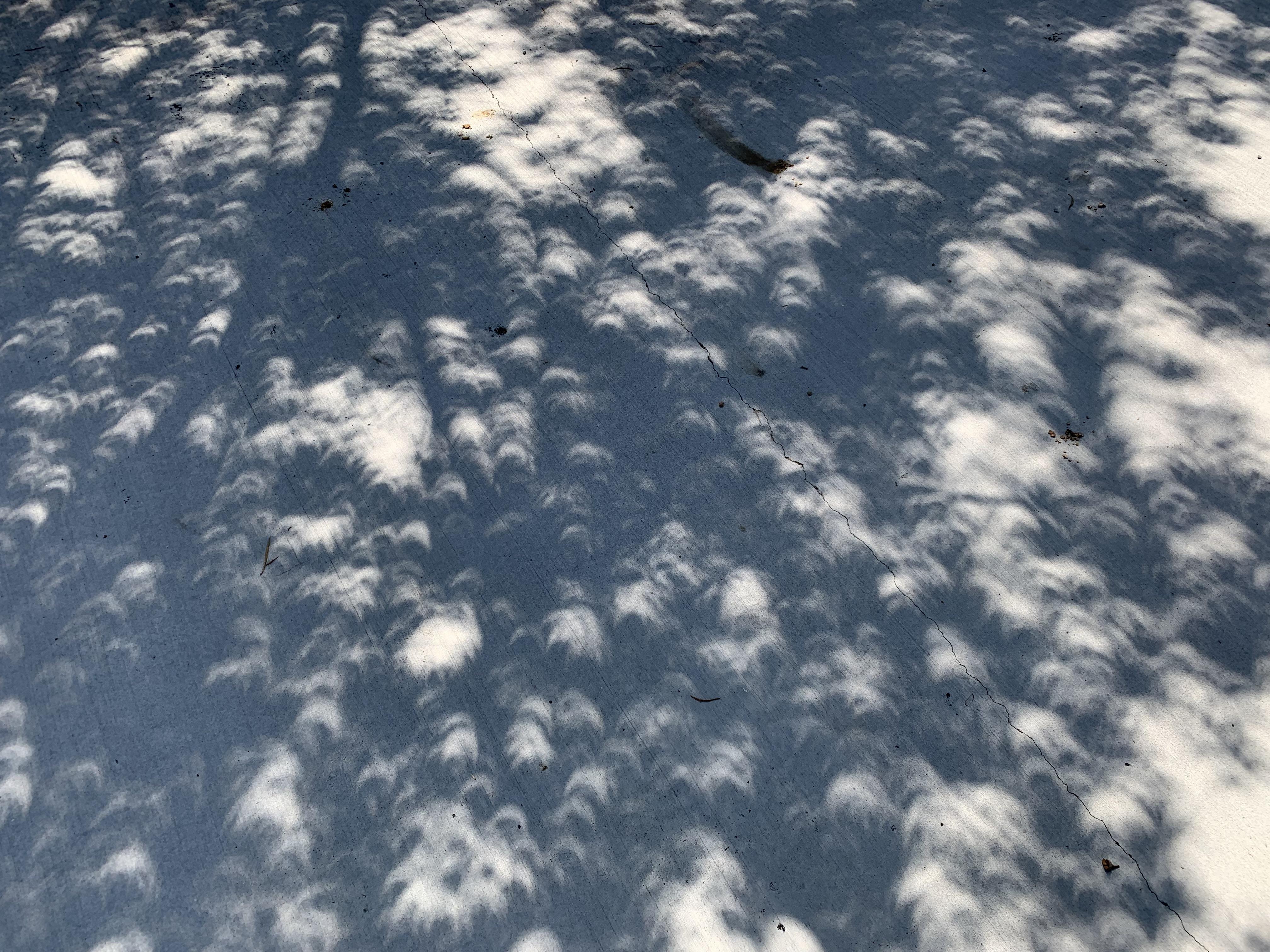 Mini eclipses in the shade of a tree during today’s eclipse. | Scrolller