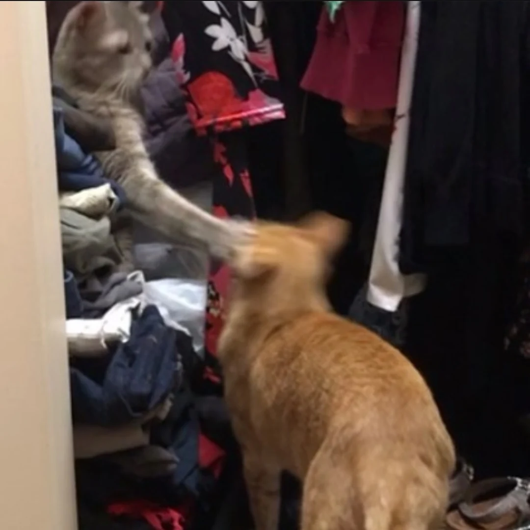 blurry picture of cats | Scrolller