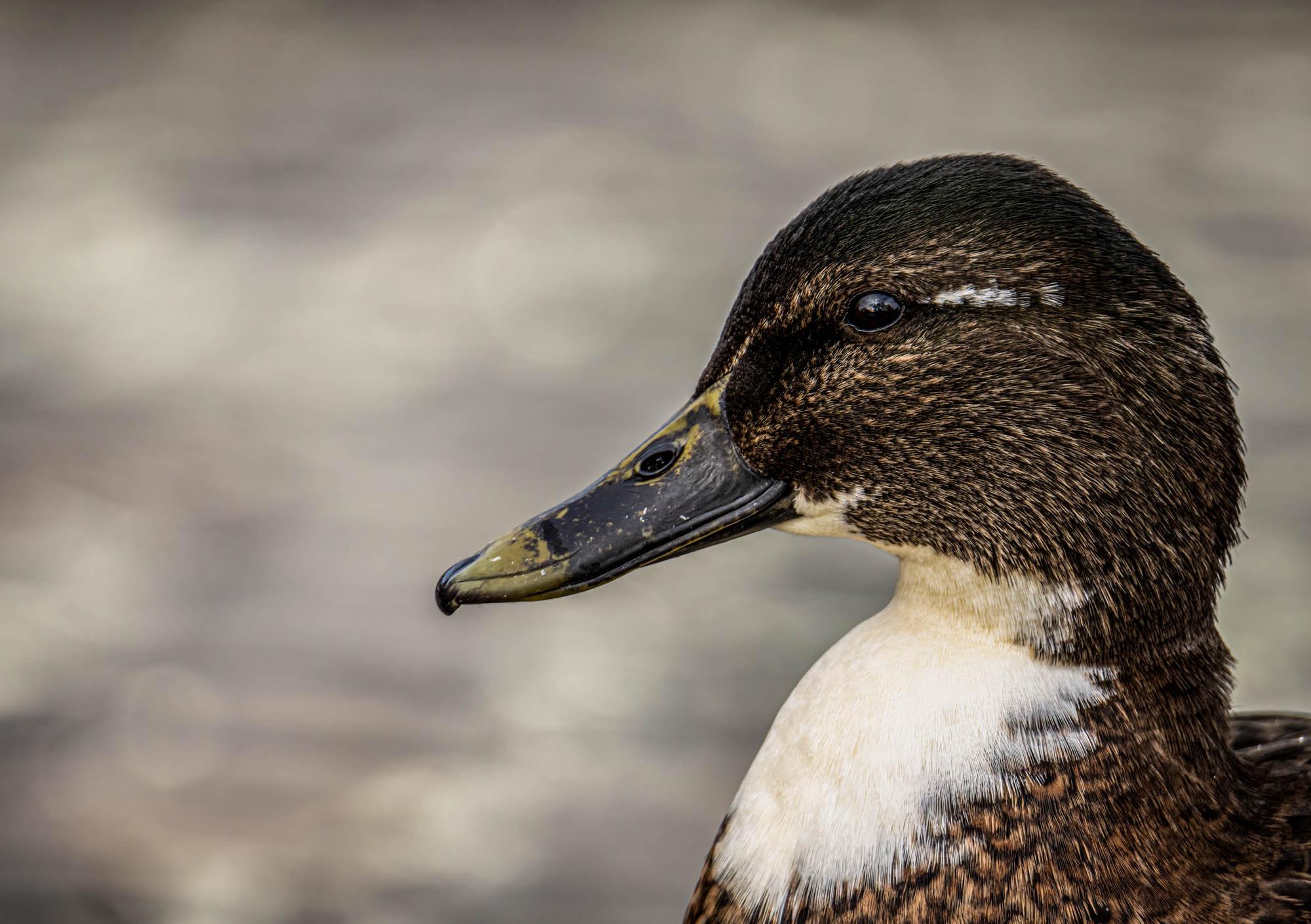 Anonymous brown duck friend | Scrolller