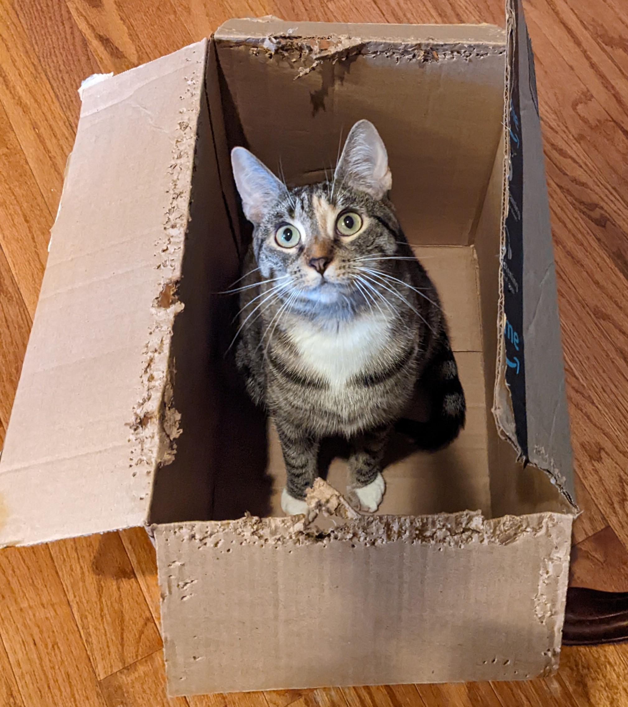 Ivy has started decorating a new box | Scrolller
