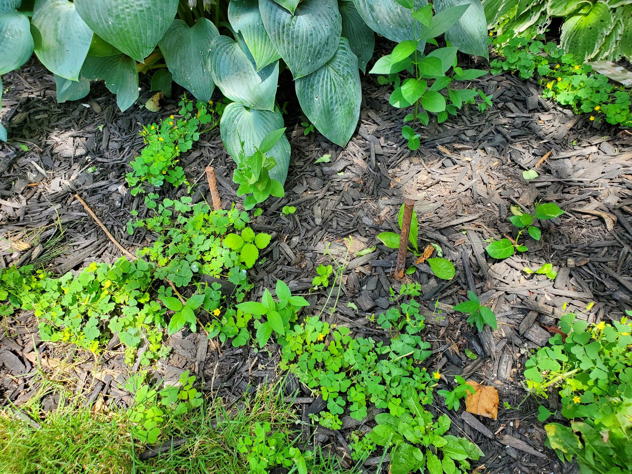 Any idea what these metal posts in our garden might be? Safe to remove? | Scrolller