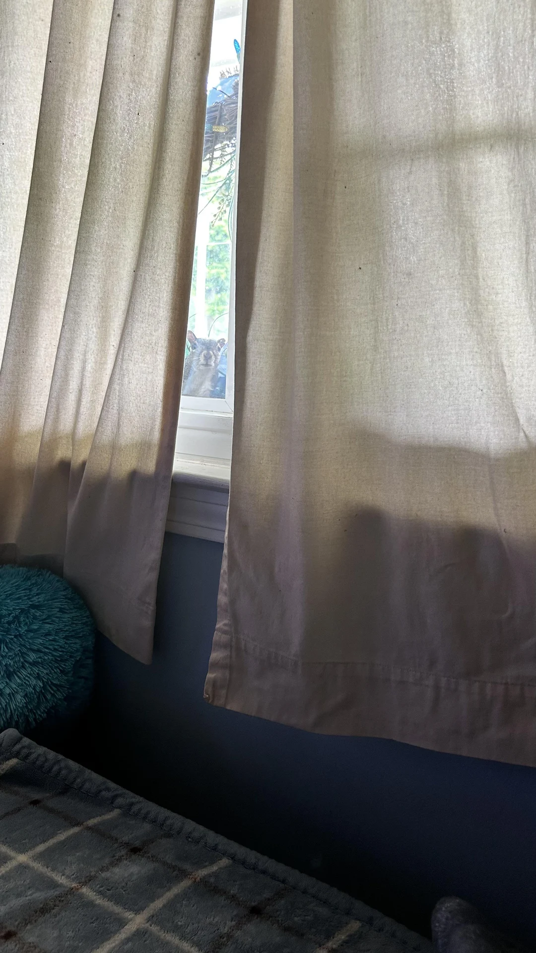 Peeping squirrel | Scrolller