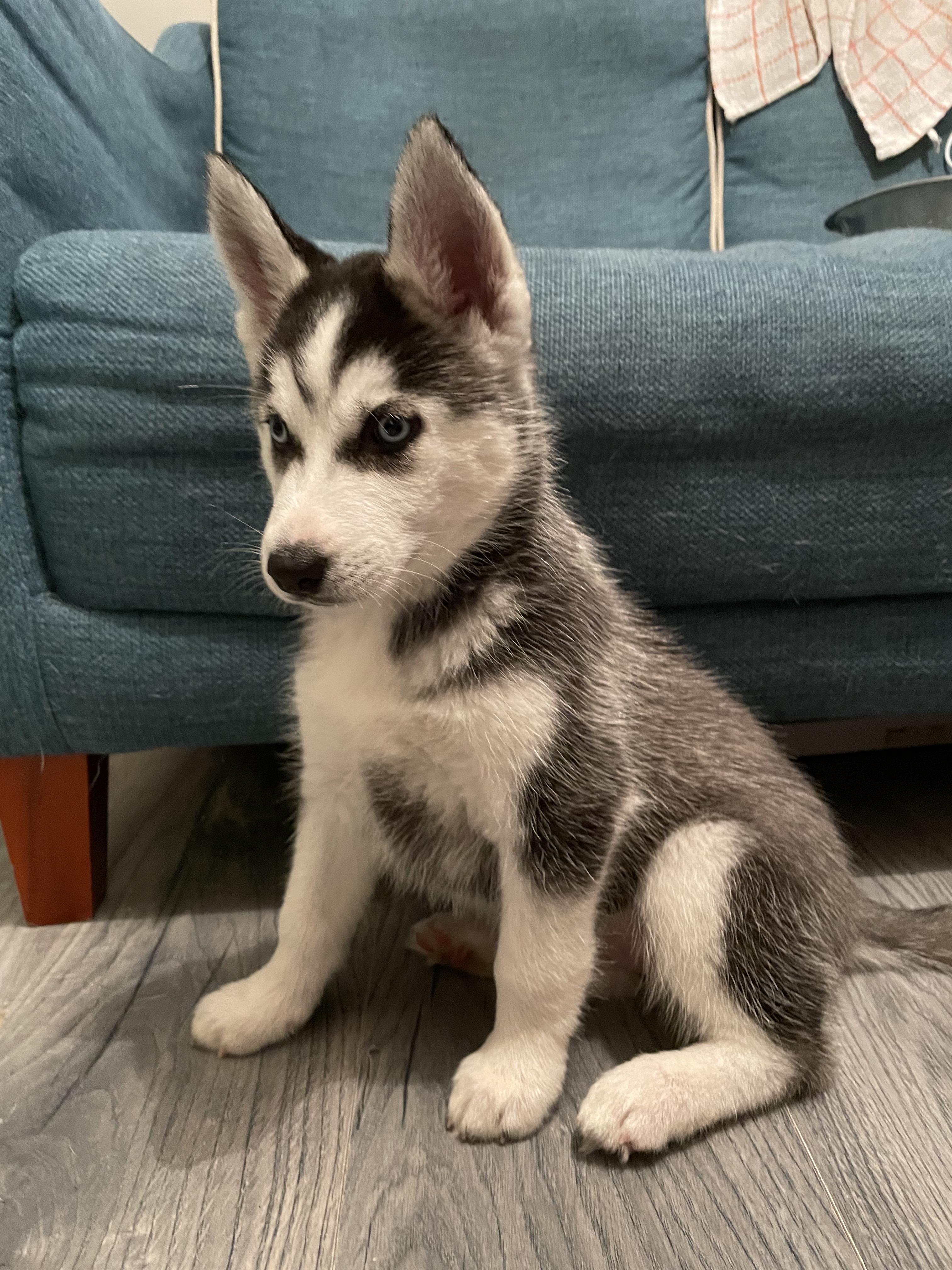 Finally got my first husky | Scrolller
