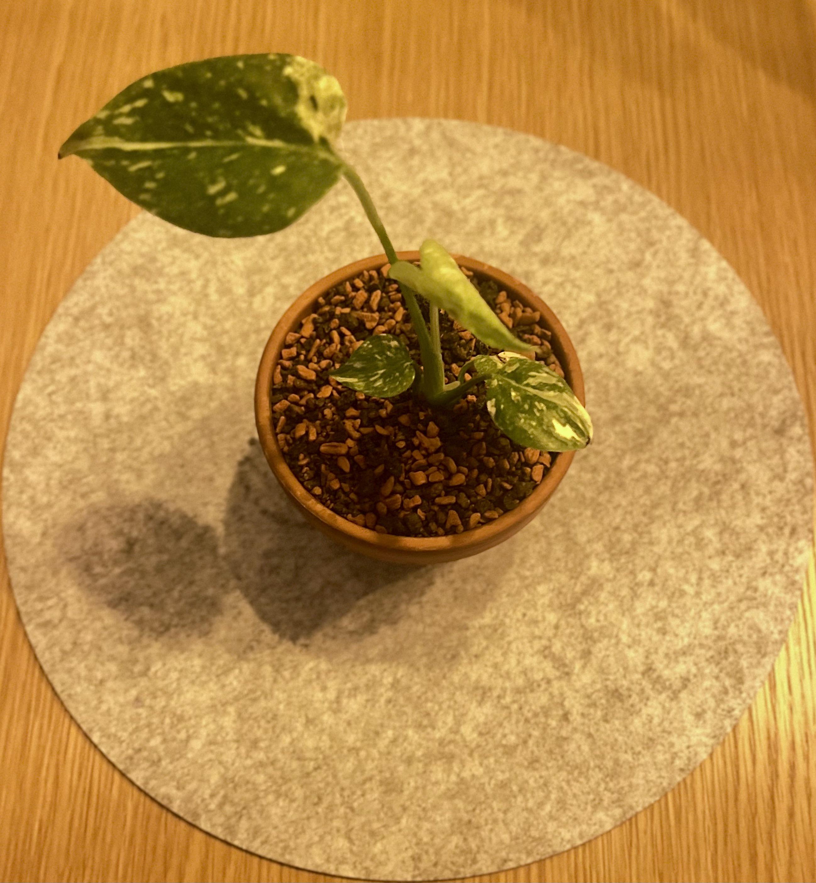 Monstera deliciosa 'Thai Constellation' | Scrolller