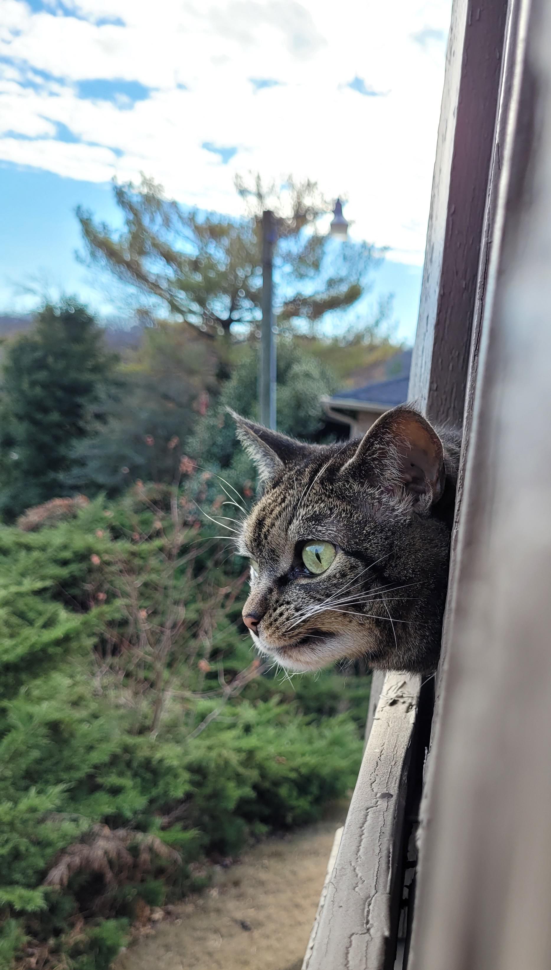 Little Lu | Scrolller