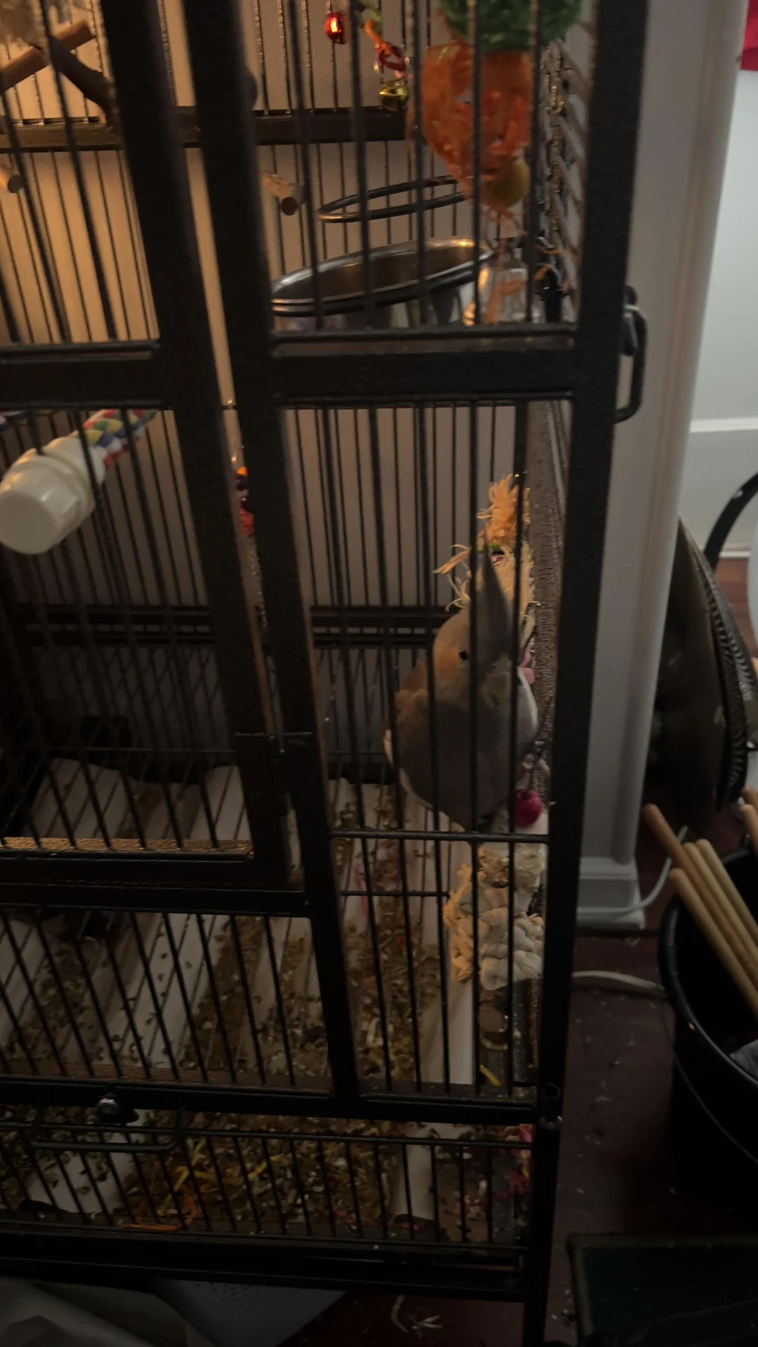 (Ignore the bottom of her cage tomorrow’s garbage night) this is were she likes to hang out when ...