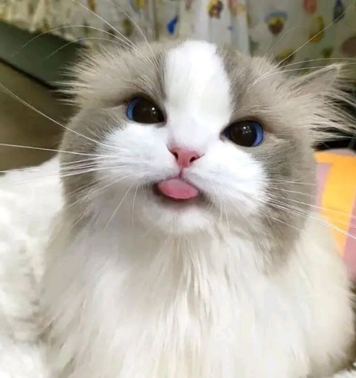 Don't look at me ugly, I can do it too blep | Scrolller