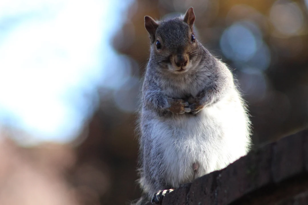 Love these little tree bears. | Scrolller