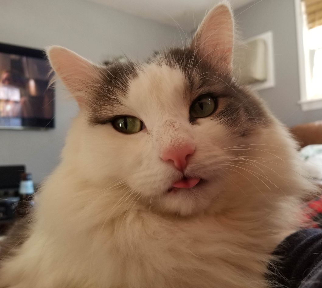 Turkey Coma Blep | Scrolller