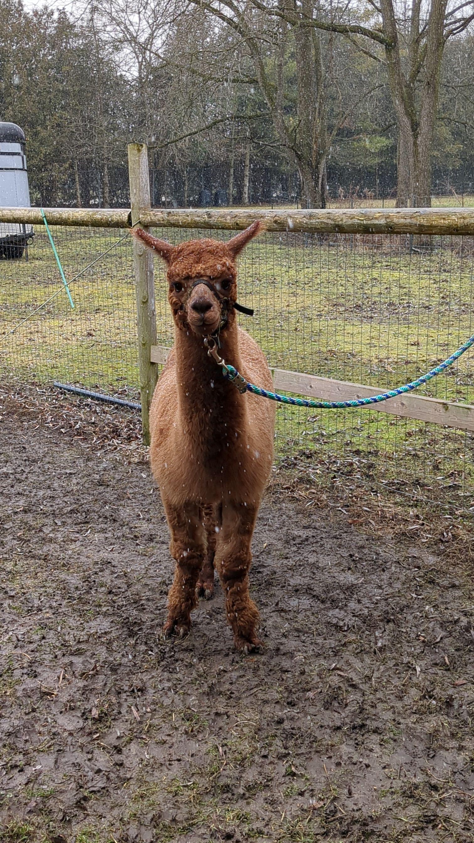 In case you're stressed, here's an alpaca. His name is Apukwa | Scrolller