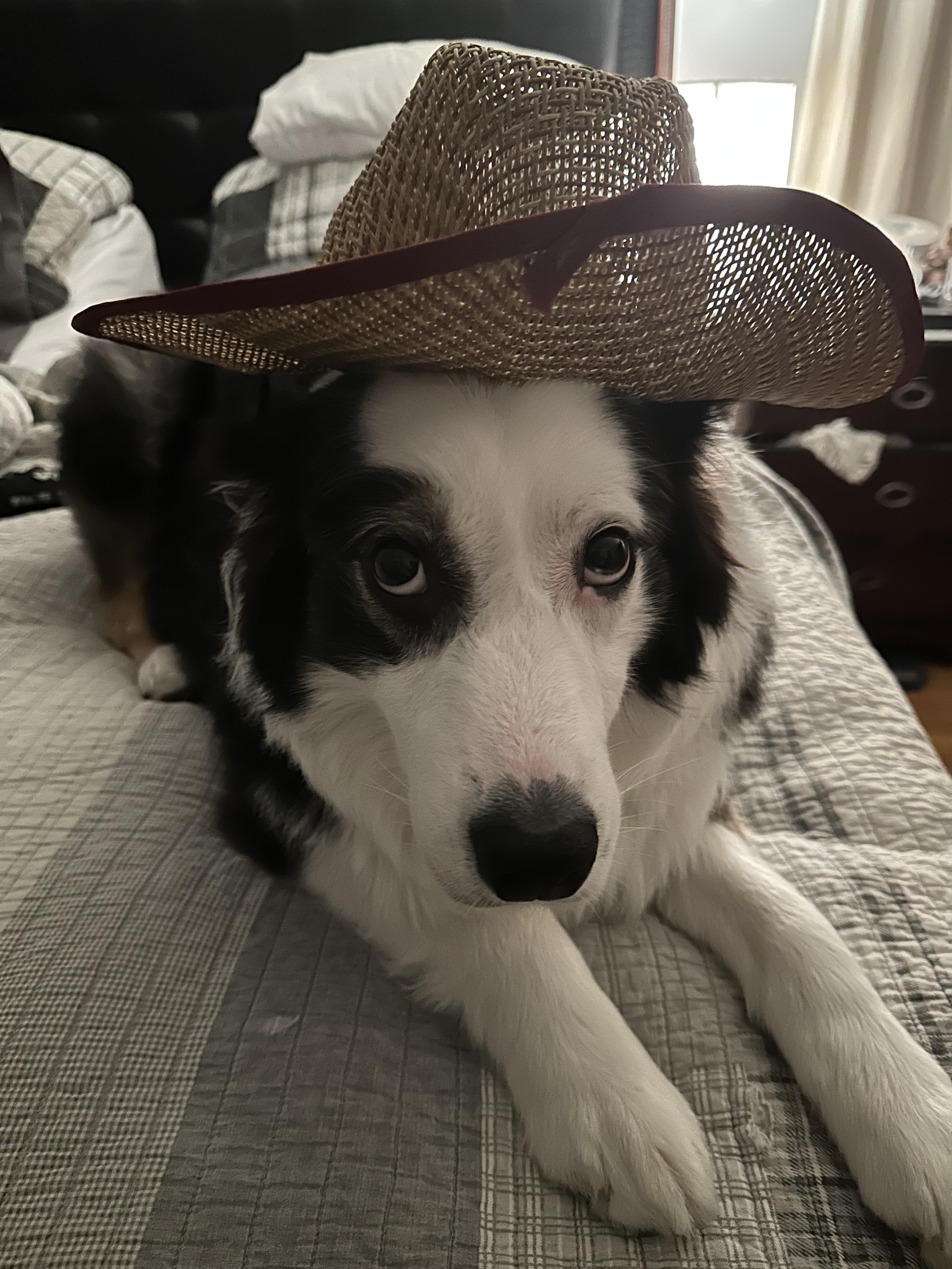 Yee doggy | Scrolller