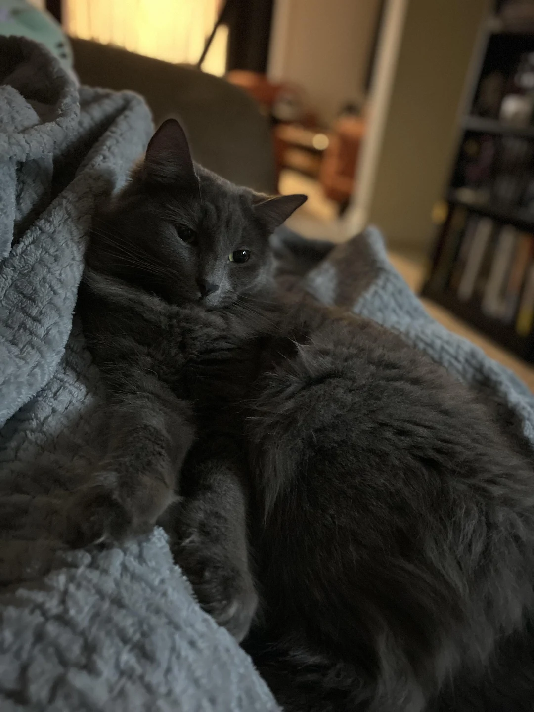 A comfy floofy lady | Scrolller