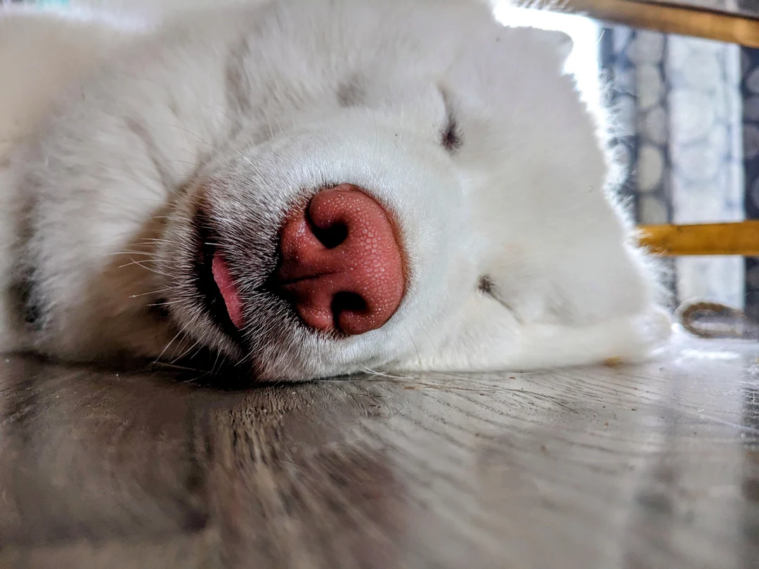 The Smolest Blep | Scrolller