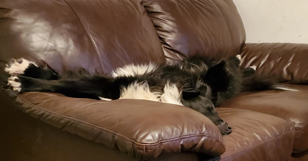 Claiming the entire sofa | Scrolller