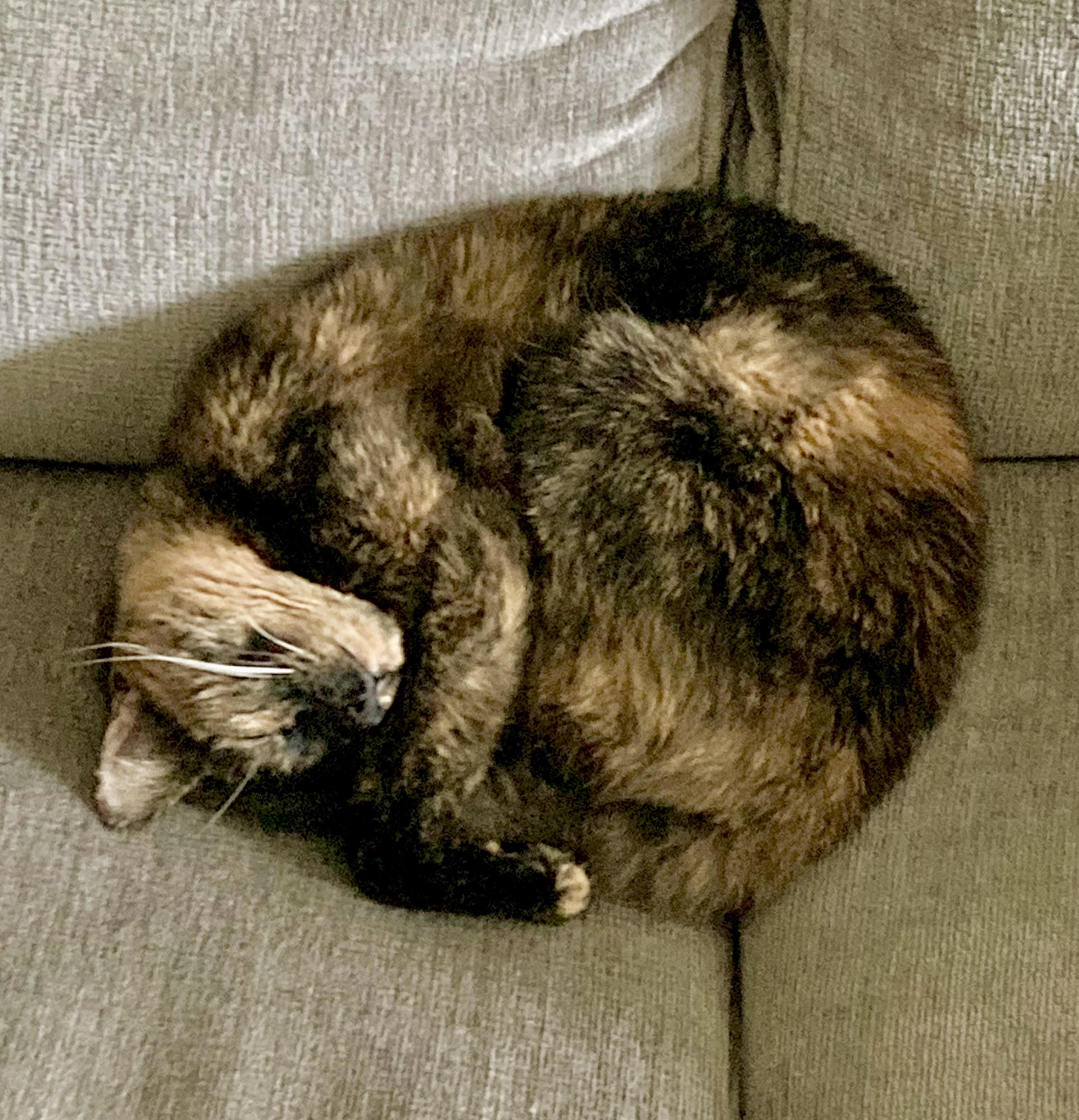 Topaz Turnover | Scrolller