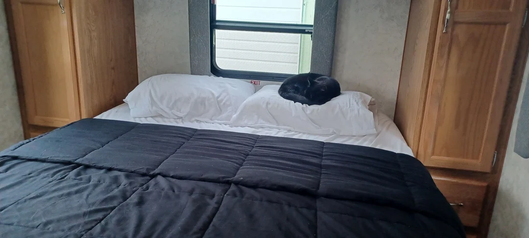 One of Boji's favourite spots is on one of my pillows while I sleep on ...