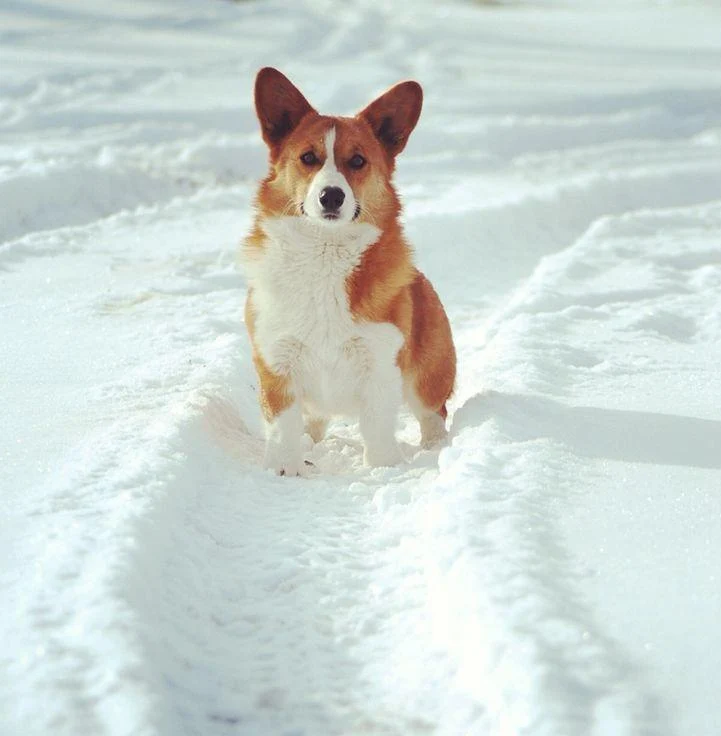 This Cute Corgi 🐶 | Scrolller