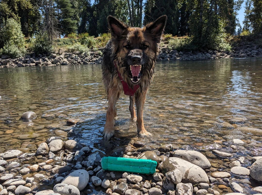 fetch crazy mutt | Scrolller