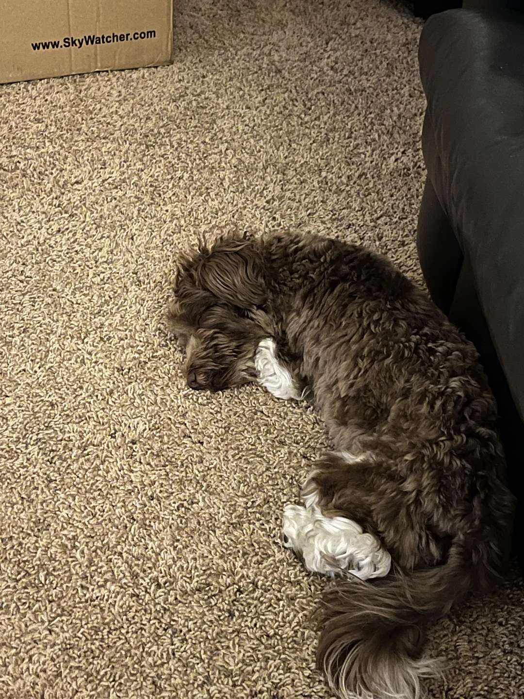 Let’s see your doggos dreaming. | Scrolller