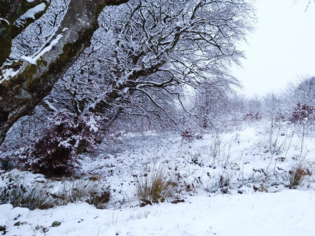 Discover more like Winterporn: Snowy arched trees and Related Content | Scrolller