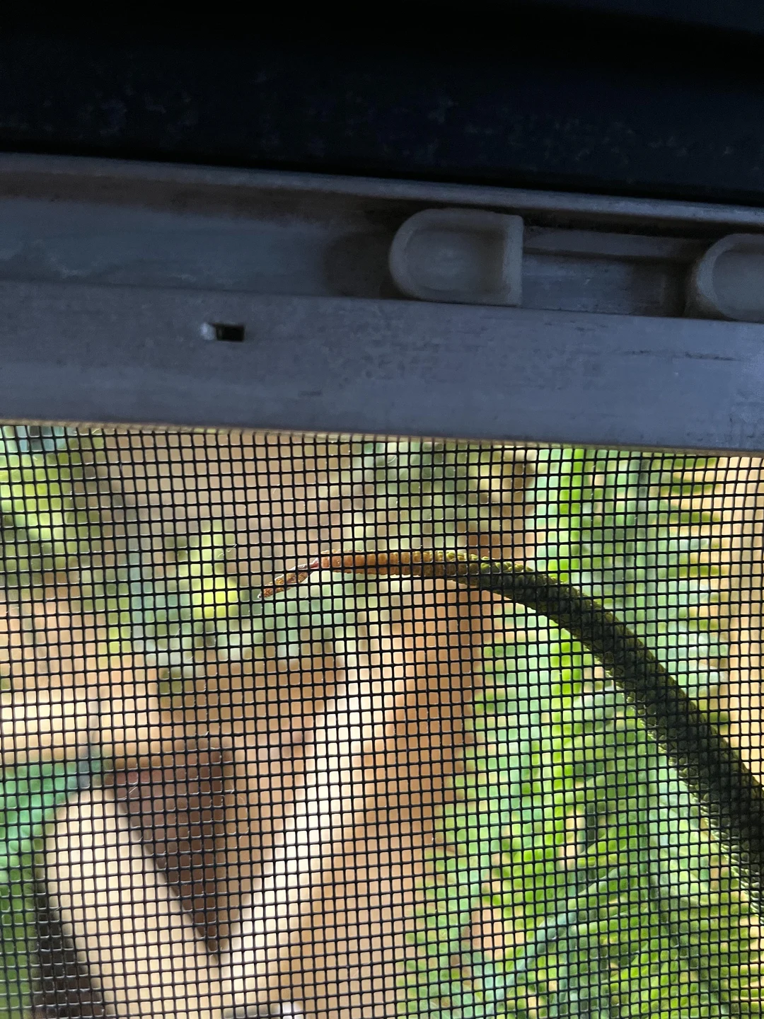 Day gecko tip of tail drying up | Scrolller