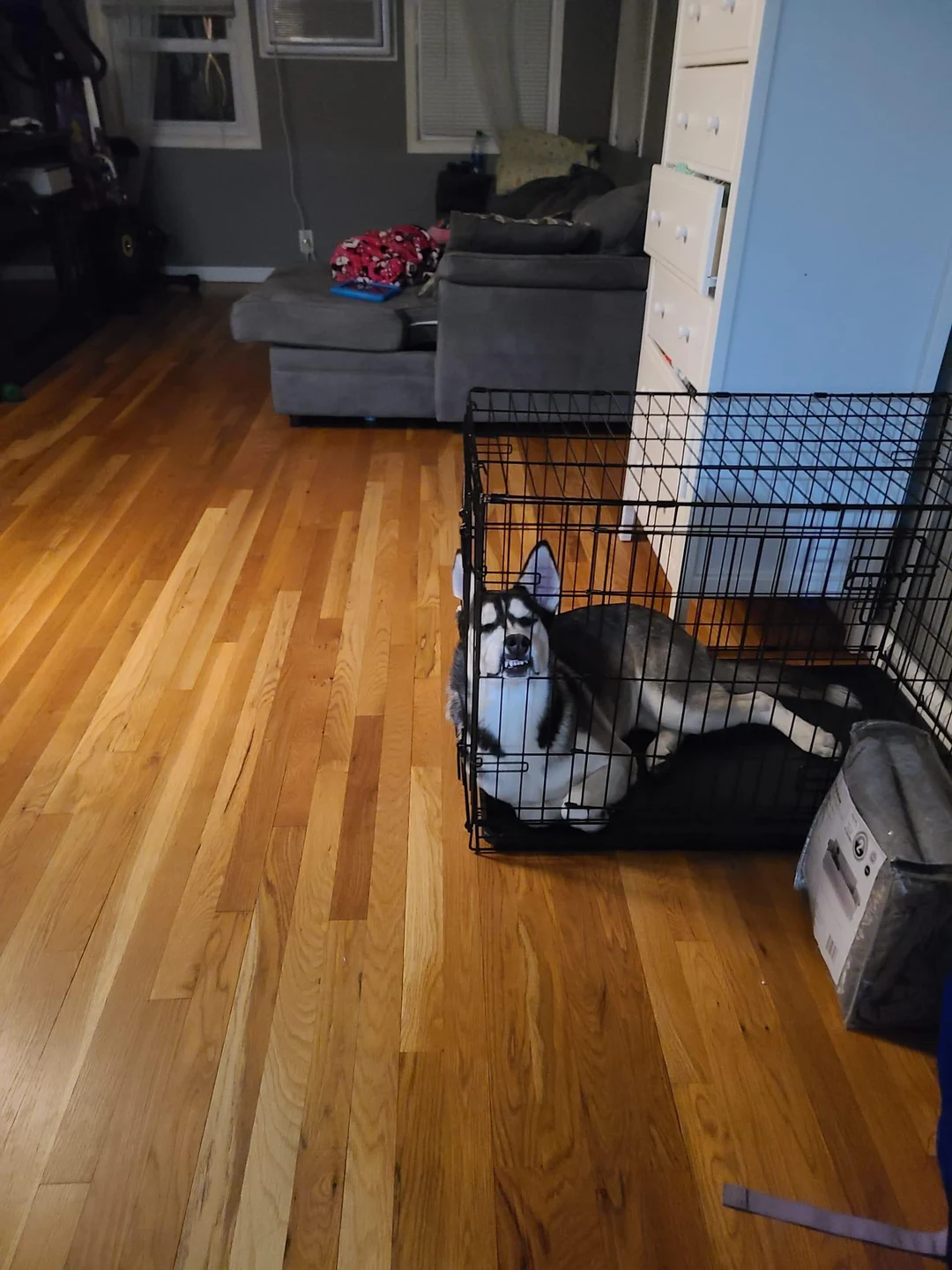 he’s not the biggest fan of the crate but he’s being a good sport lol ...