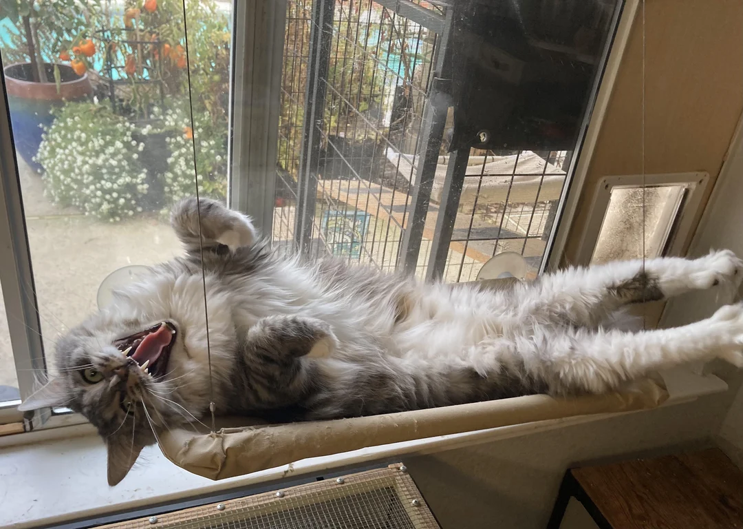 This is my cat Momo showing off her belly and her teeth. | Scrolller