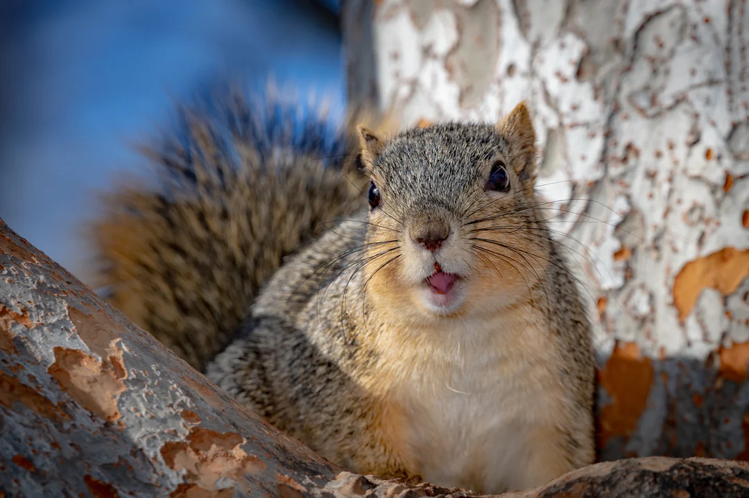 Super Happy Fun Time Squirrel | Scrolller