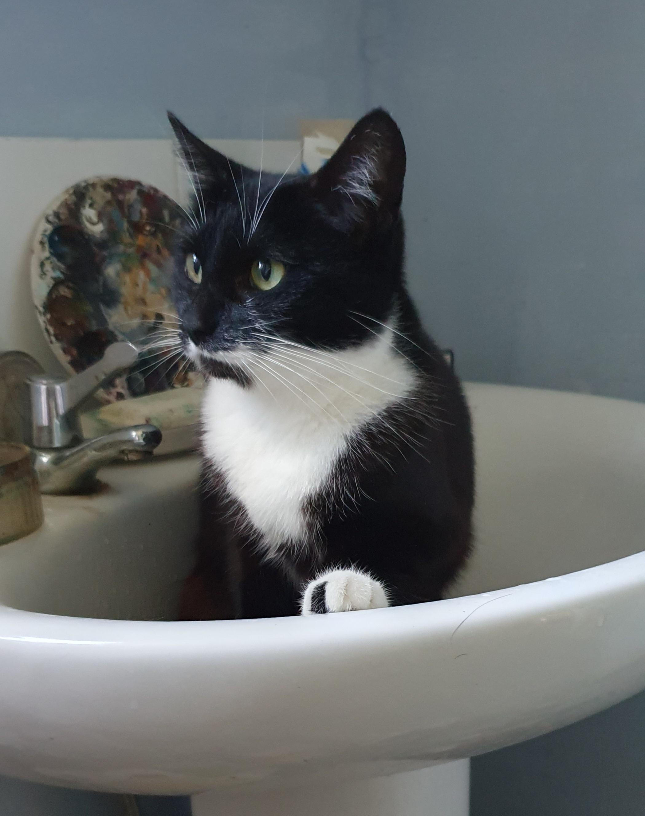 Sharing a picture of my tashed tuxedo | Scrolller