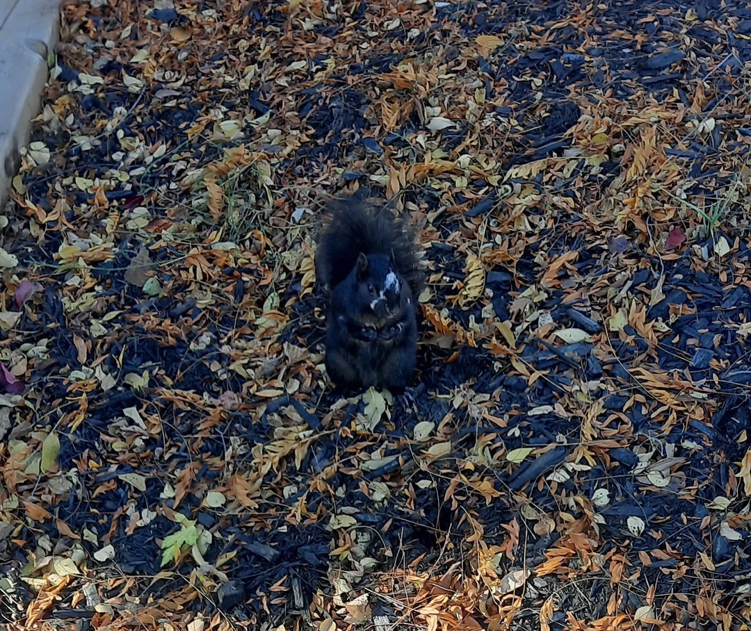 Ran into this Scarface guy again. | Scrolller