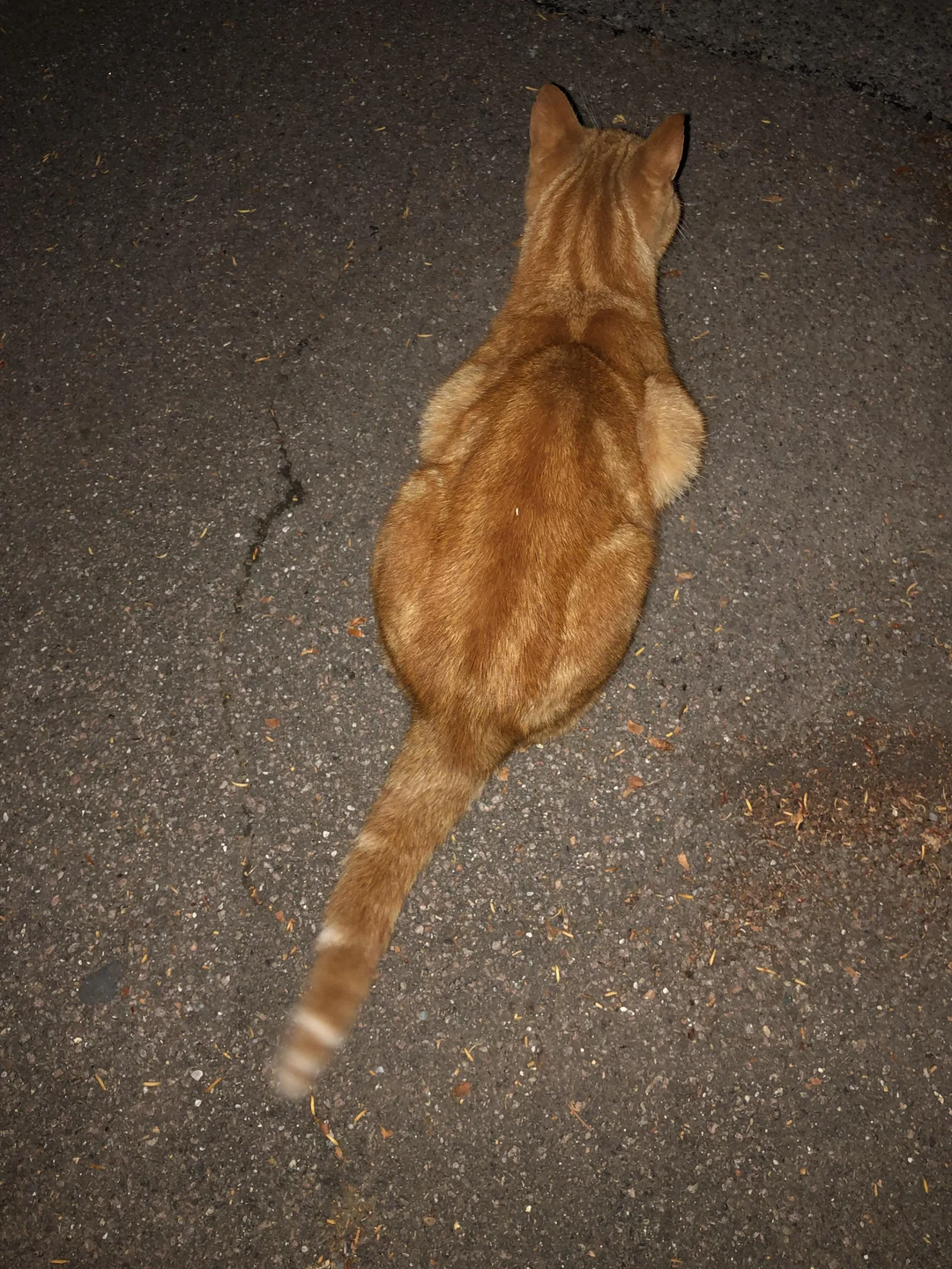 Birds eye view of loaf | Scrolller