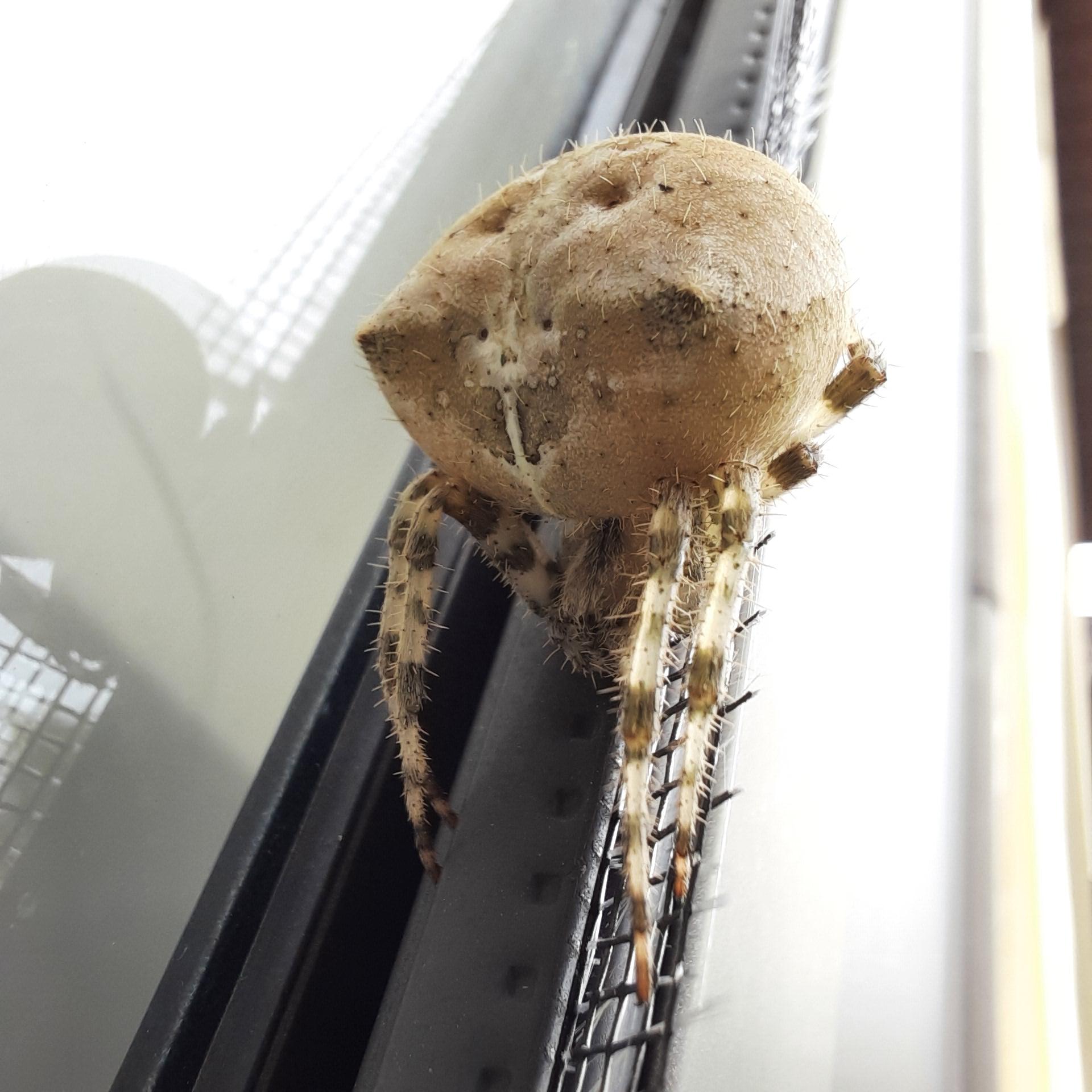 Mother of all spiders! | Scrolller