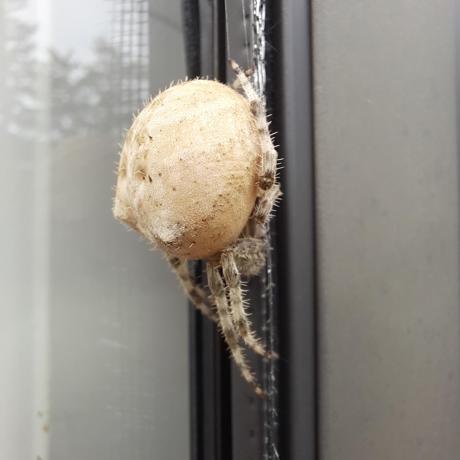 Mother of all spiders! | Scrolller