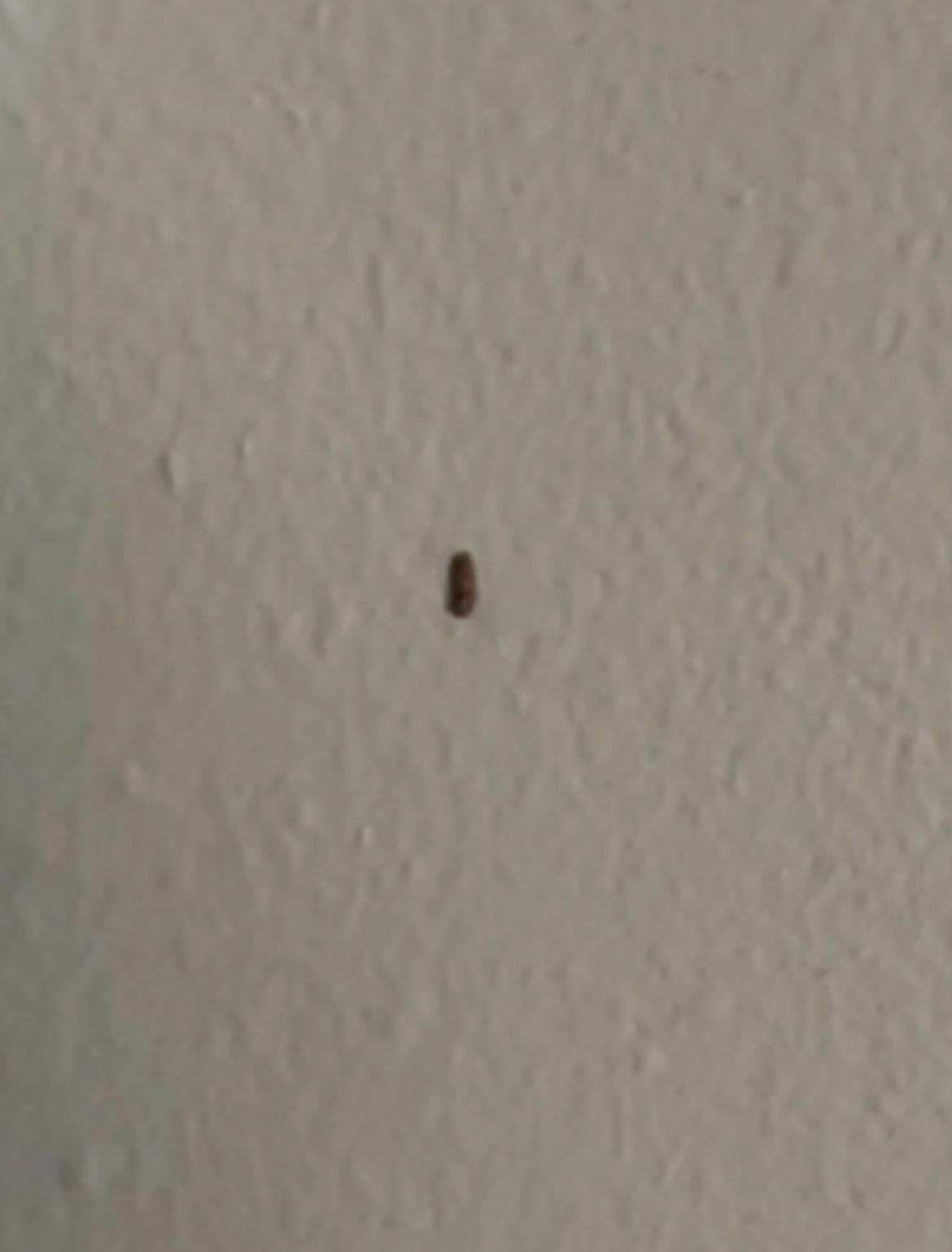 Does this look like a bedbug? | Scrolller