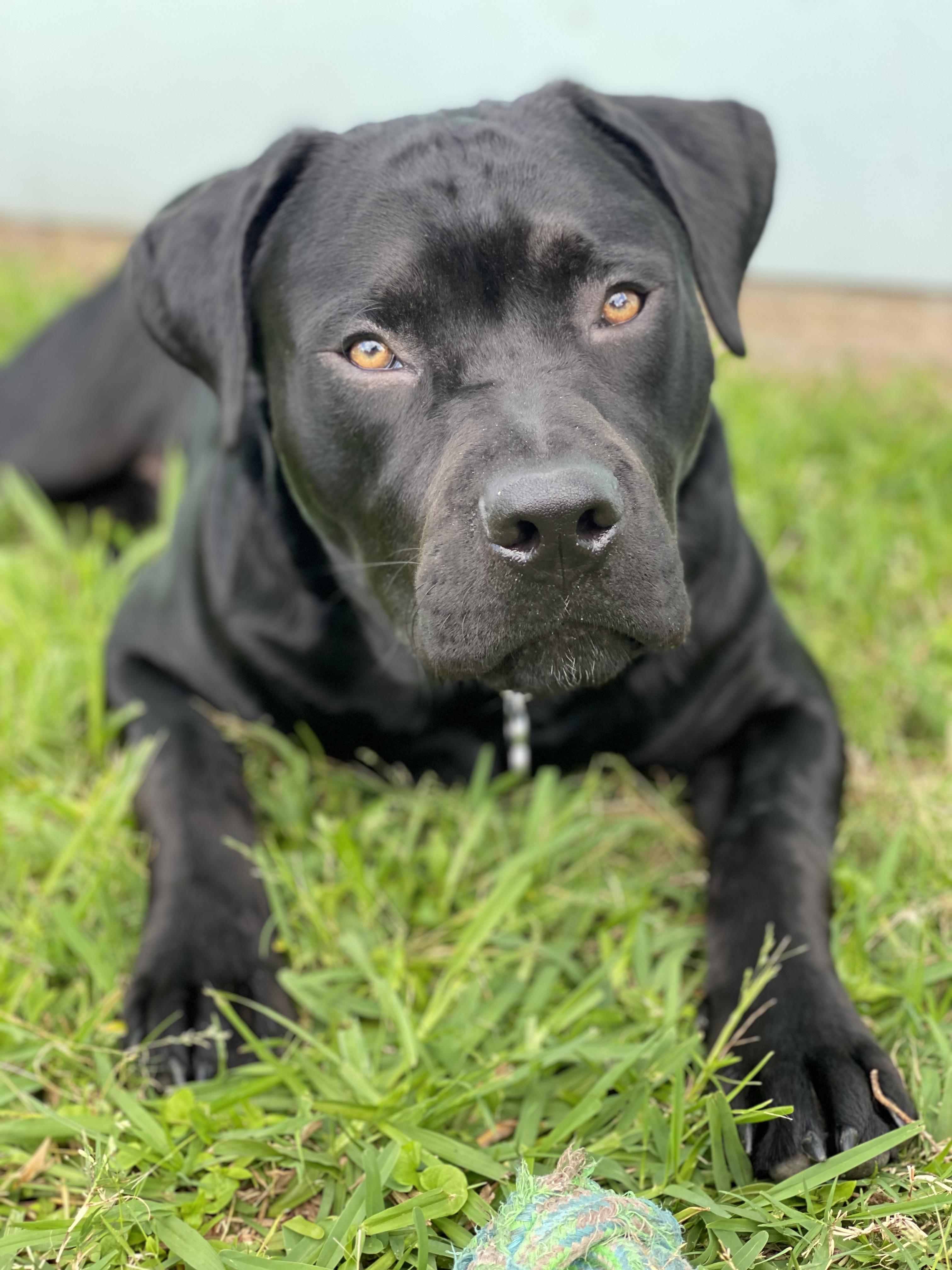 Astro before and after i called him a good boy 🙂 [OC] | Scrolller