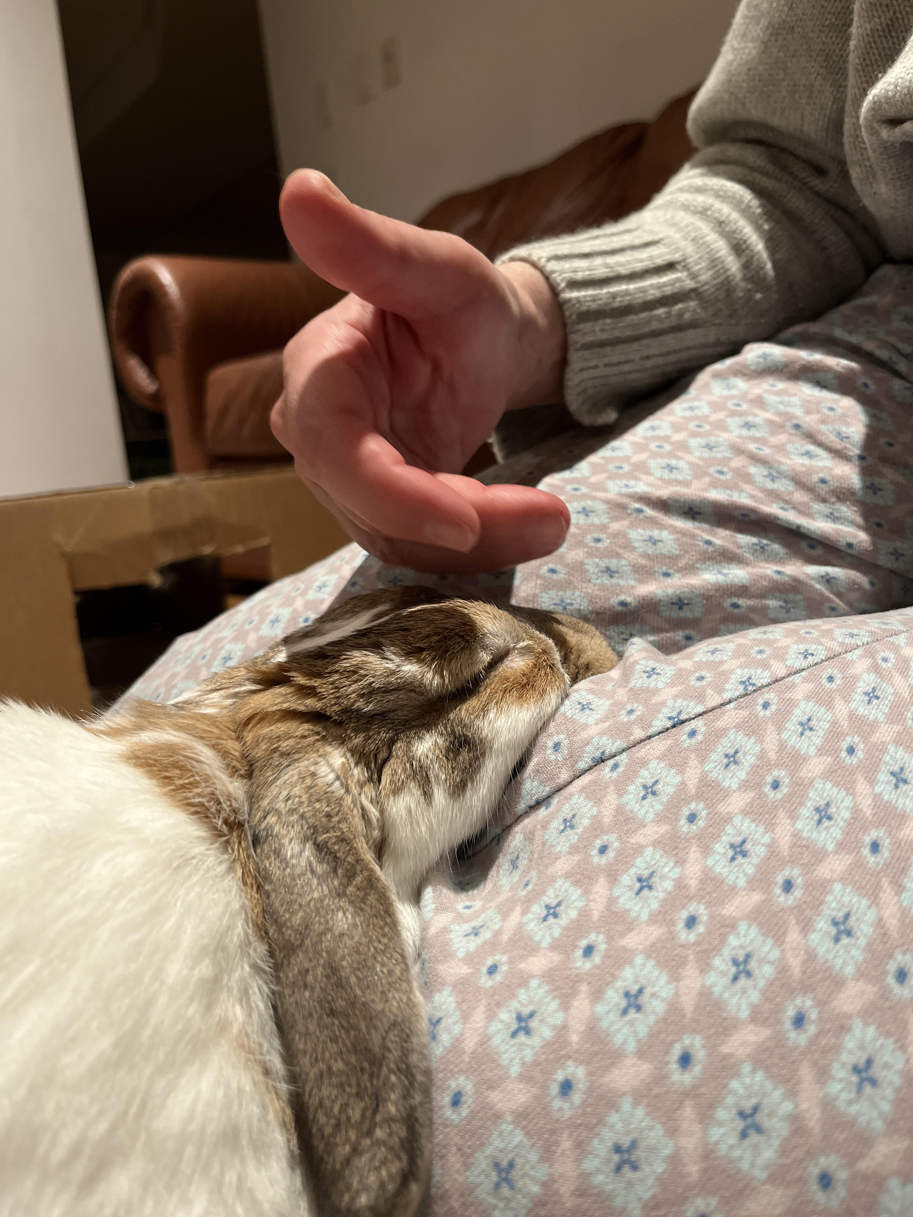 How my rabbit begs for pets🥹 ️ | Scrolller