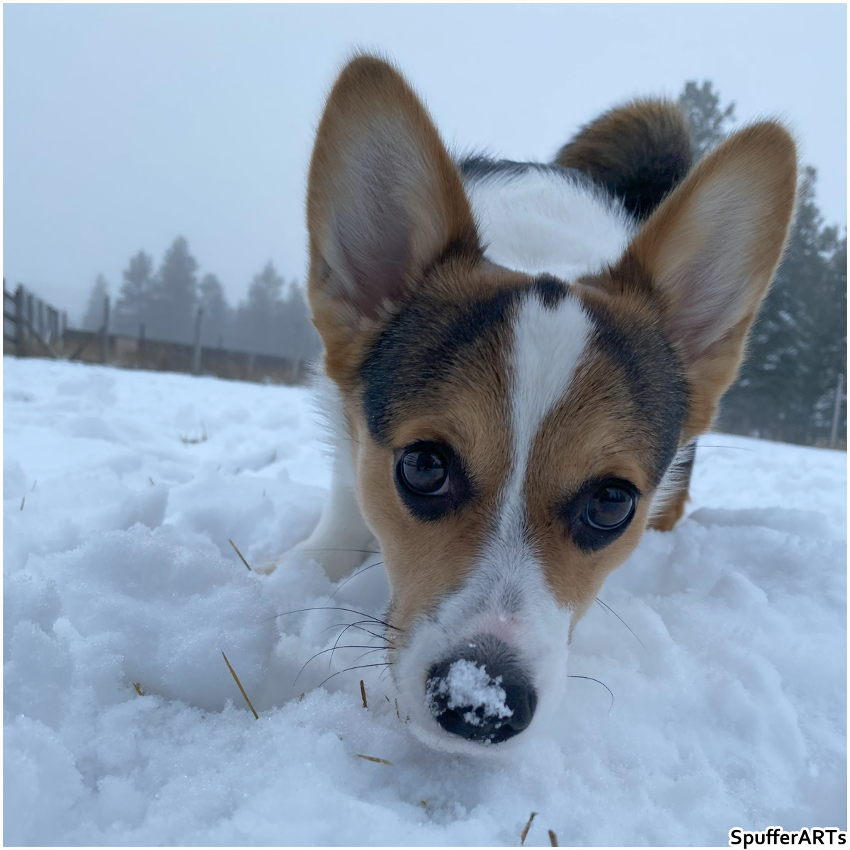Yennefer and Oliver enjoying the fresh snowfall 🌨️ | Scrolller
