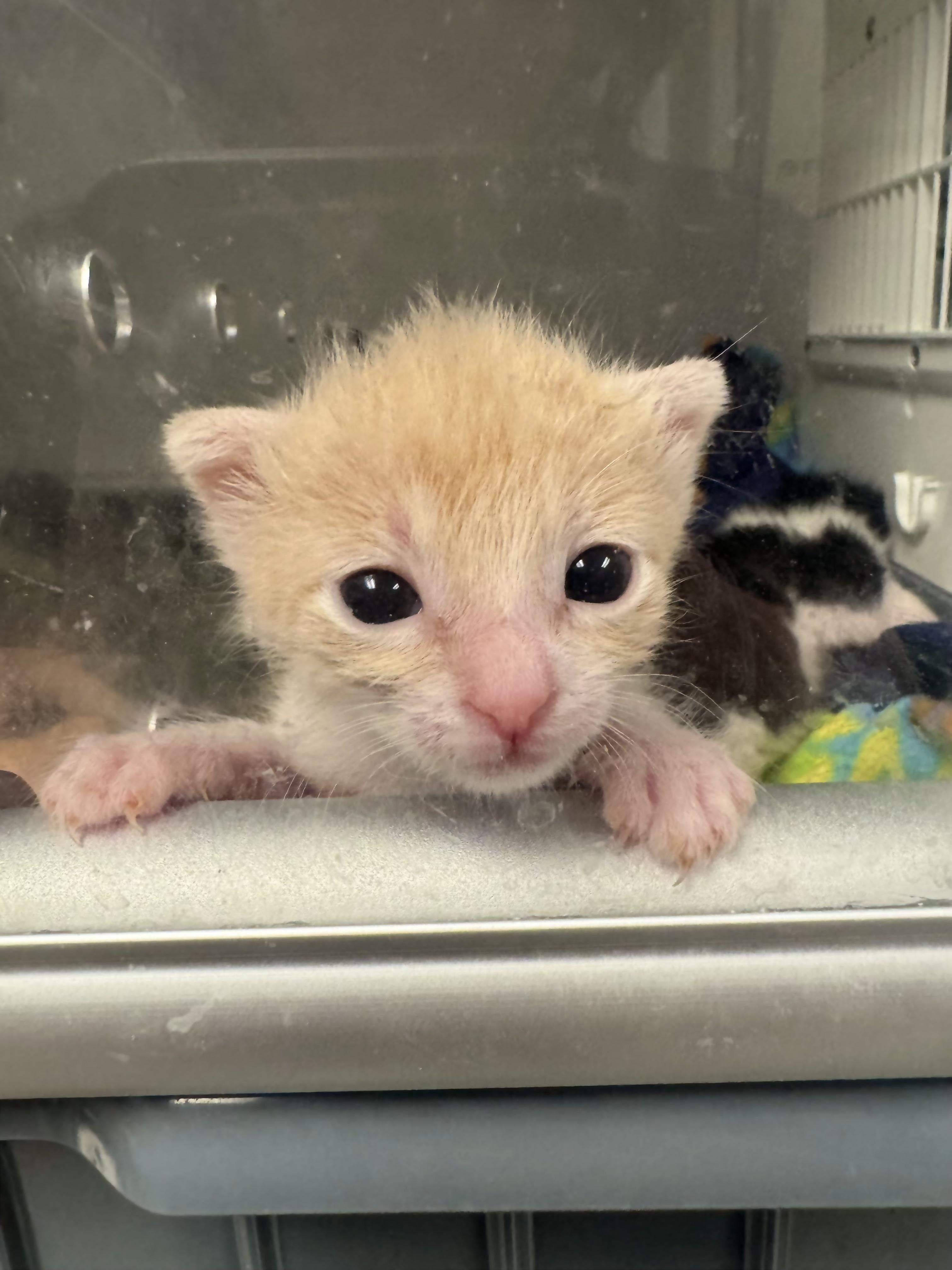 Visited some of the kittens in the nursery at the shelter I work at | Scrolller
