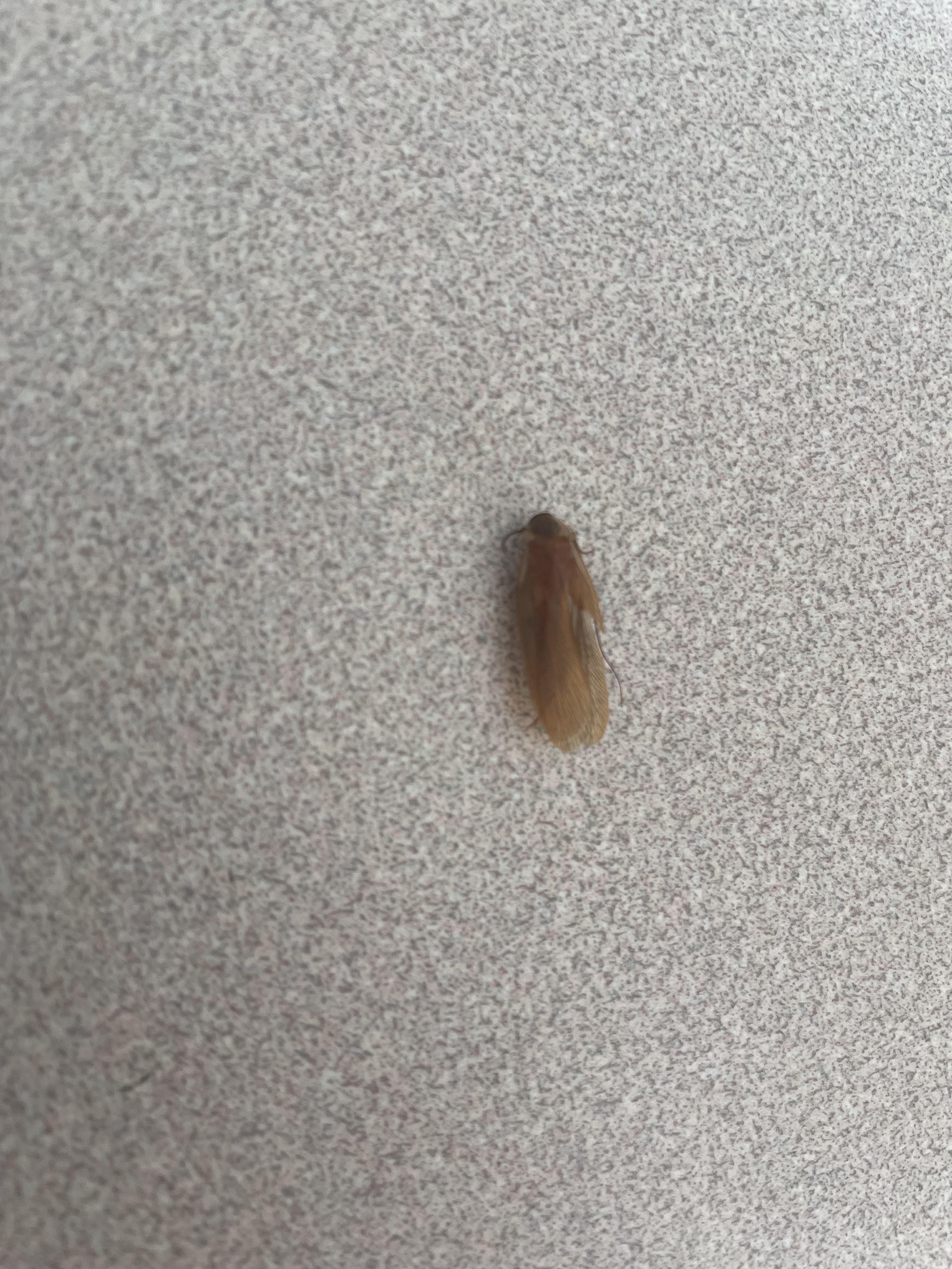 Wood roach? | Scrolller